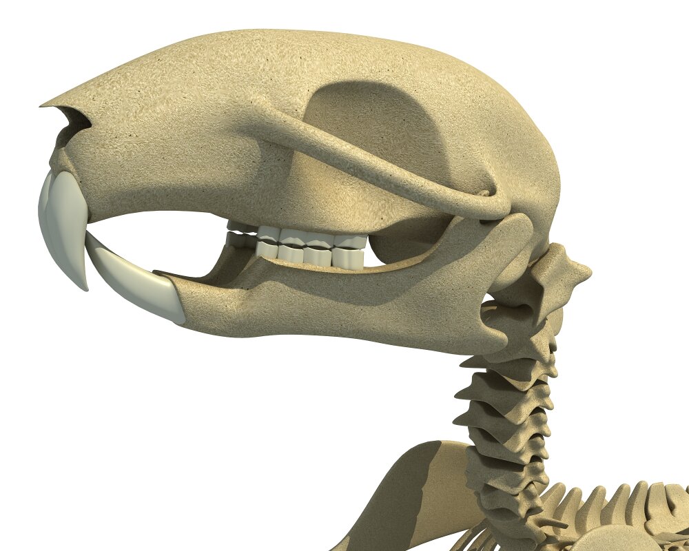 Squirrel Skeleton 3D model - Download Mammals on 3DModels.org