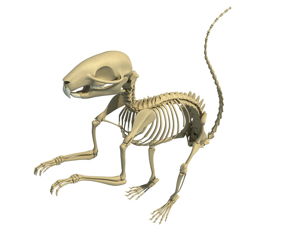 Squirrel Skeleton 3D model - Download Mammals on 3DModels.org