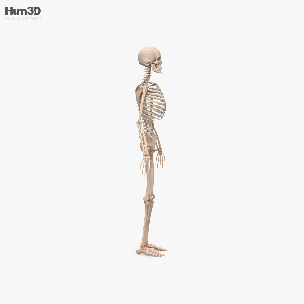 Male Skeleton Side View