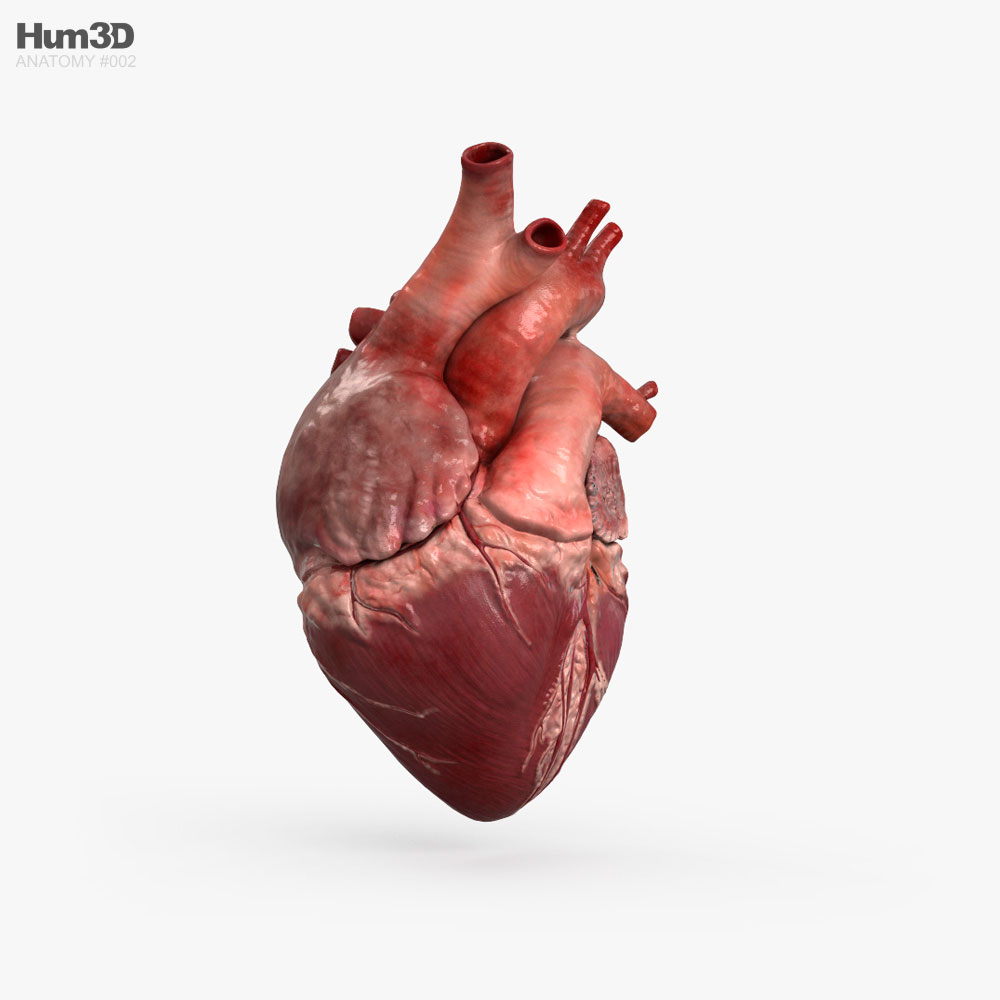 Cœur humain Modèle 3D - Télécharger Anatomy activé 3DModels.org
