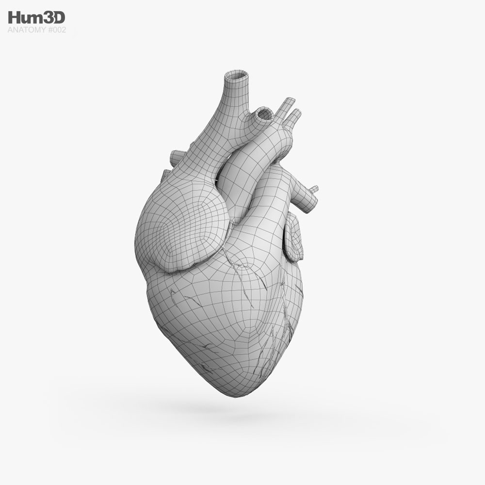Corazón humano Modelo 3D - Descargar Anatomy activado 3DModels.org