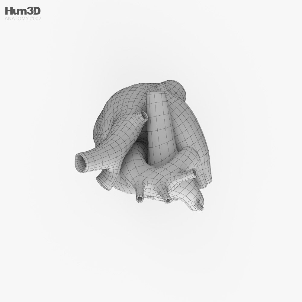 Corazón humano Modelo 3D - Descargar Anatomy activado 3DModels.org