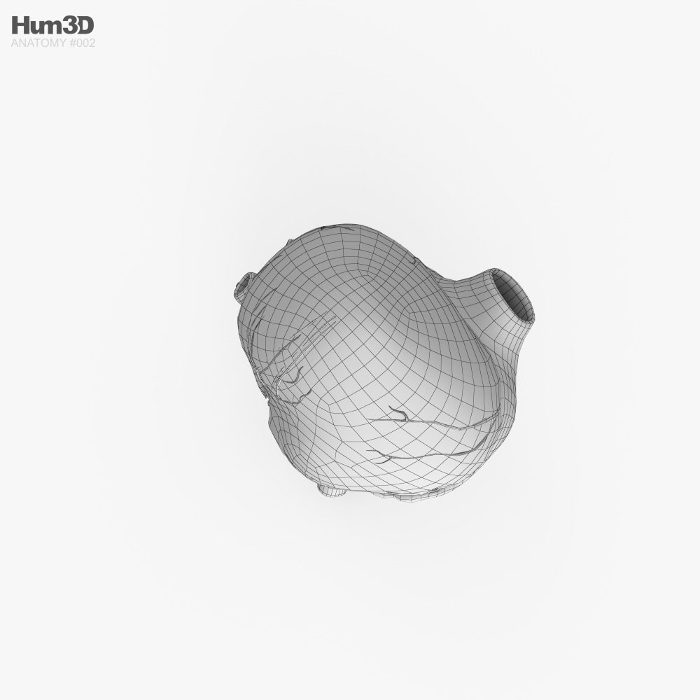 Corazón humano Modelo 3D - Descargar Anatomy activado 3DModels.org