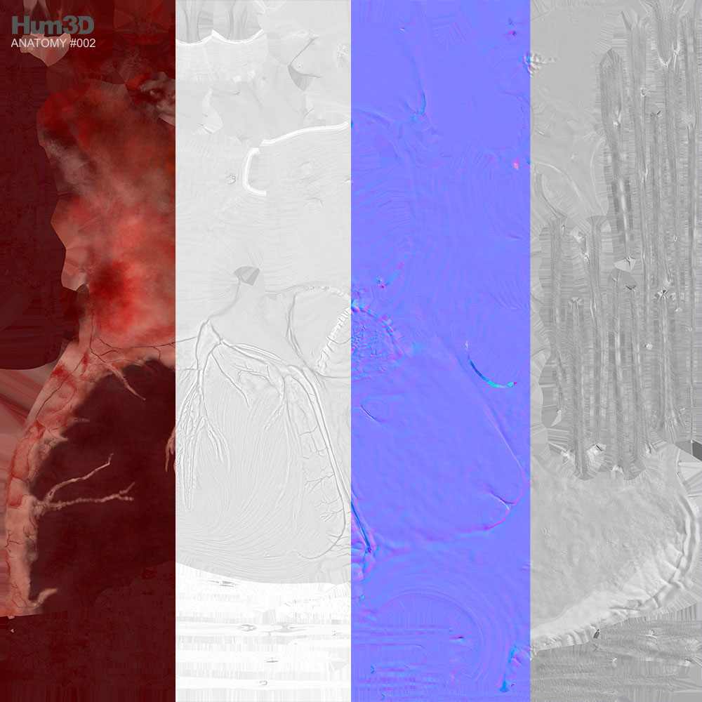 Corazón humano Modelo 3D - Descargar Anatomy activado 3DModels.org