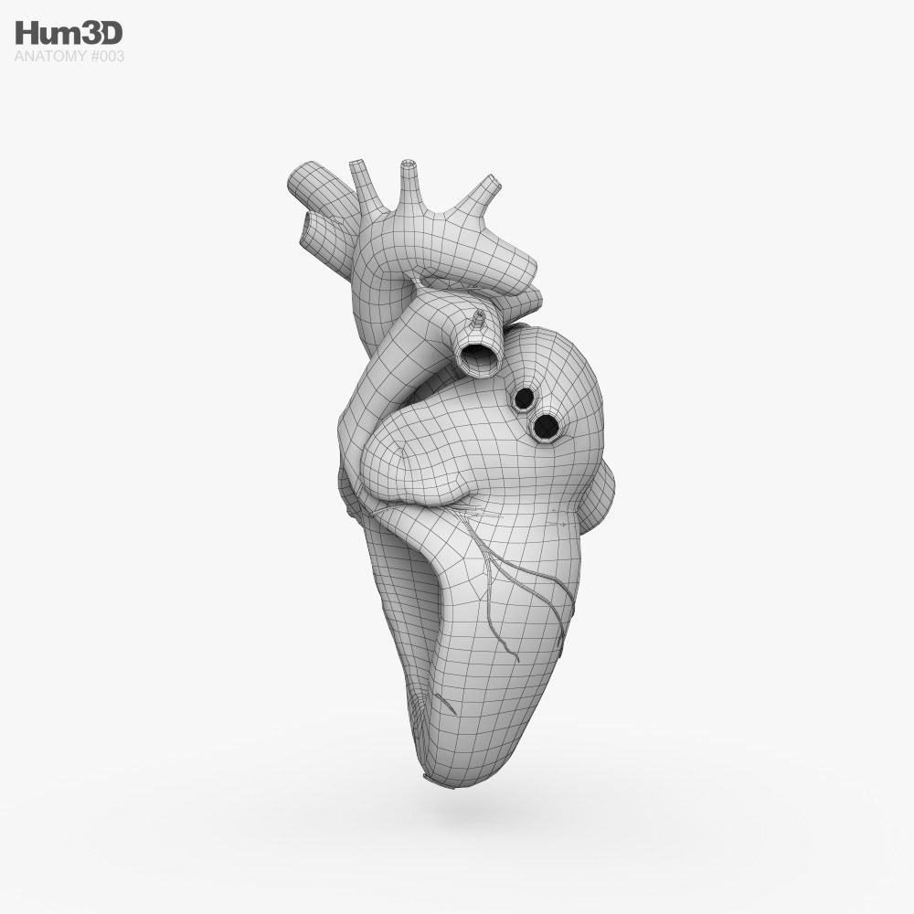 Human Heart Cross Section 3D model - Download Anatomy on 3DModels.org
