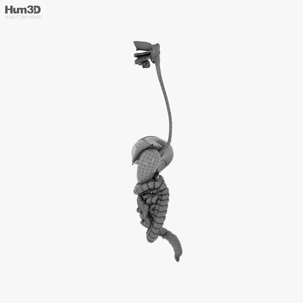 Human Digestive System 3D model - Download Anatomy on 3DModels.org