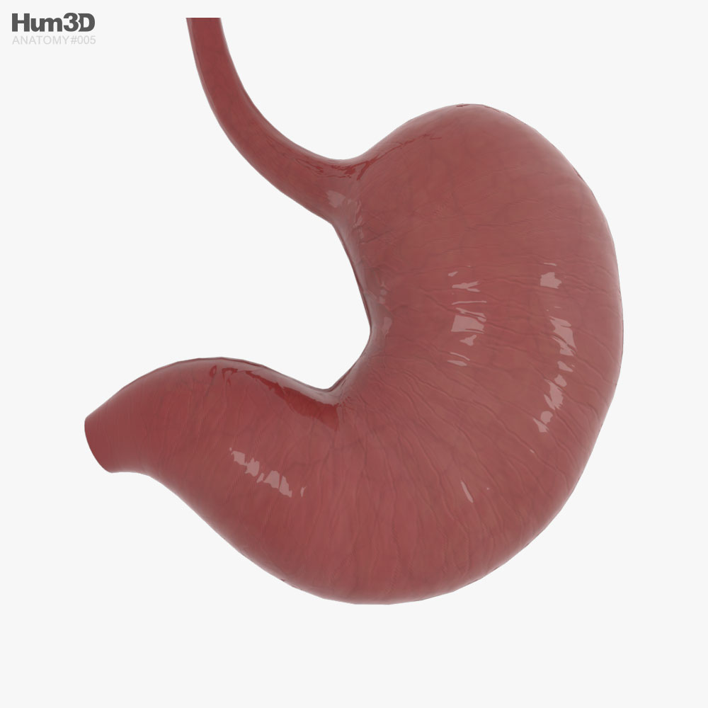 Human Digestive System 3D model - Download Anatomy on 3DModels.org