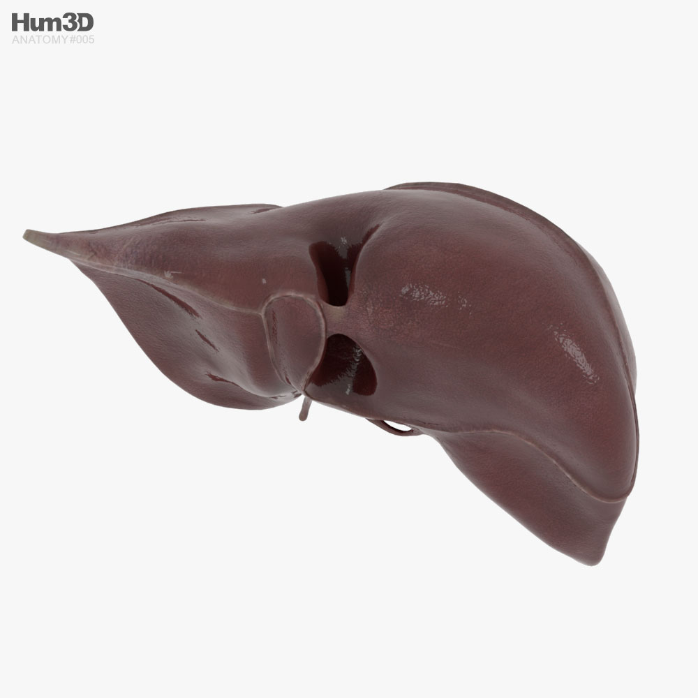 Human Digestive System 3D model - Download Anatomy on 3DModels.org
