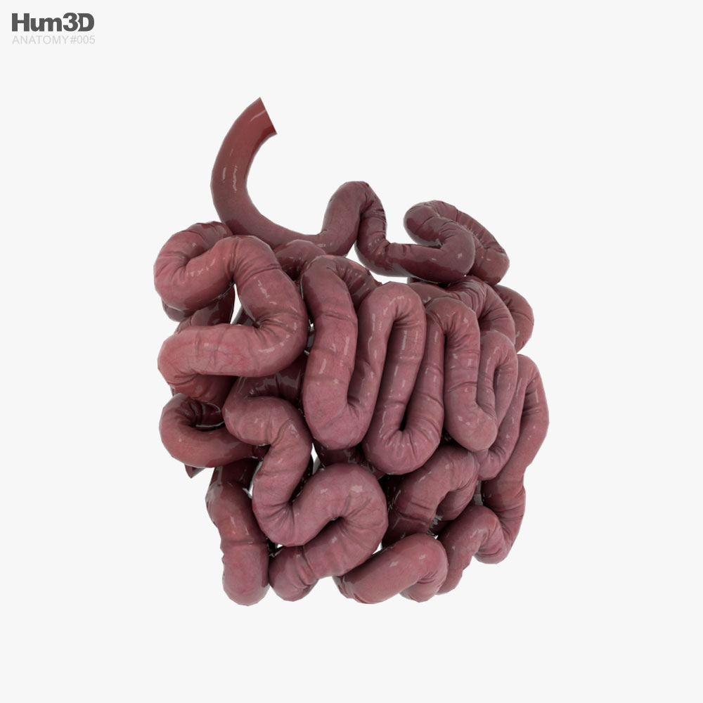 Human Digestive System 3D model - Download Anatomy on 3DModels.org