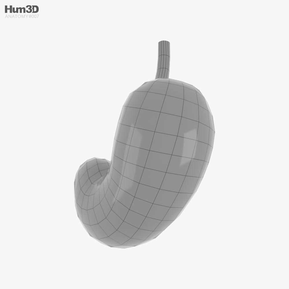 人的胃 3D模型 - 下载 Anatomy 开启 3DModels.org