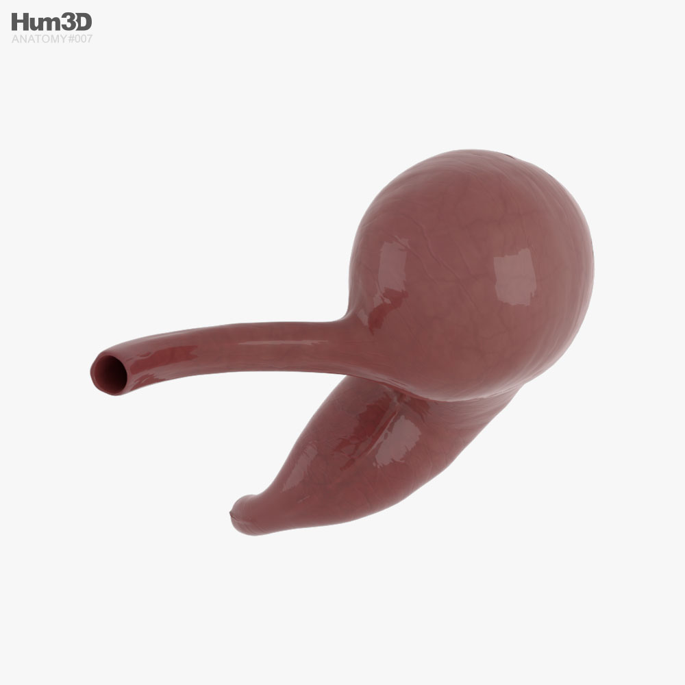 Human Stomach 3D model - Download Anatomy on 3DModels.org