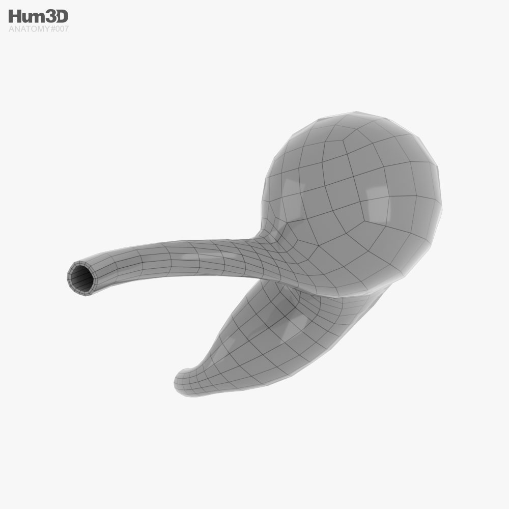 Human Stomach 3D model - Download Anatomy on 3DModels.org