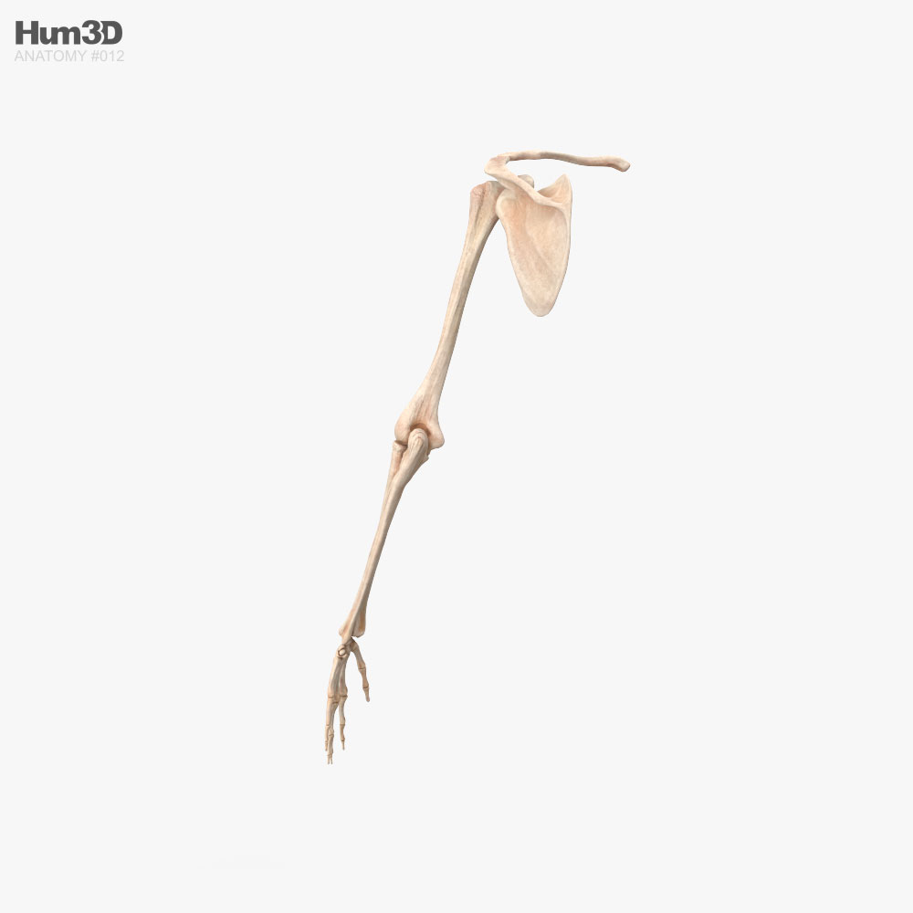 Human Arm Bones 3D model - Download Human Skeleton on 3DModels.org