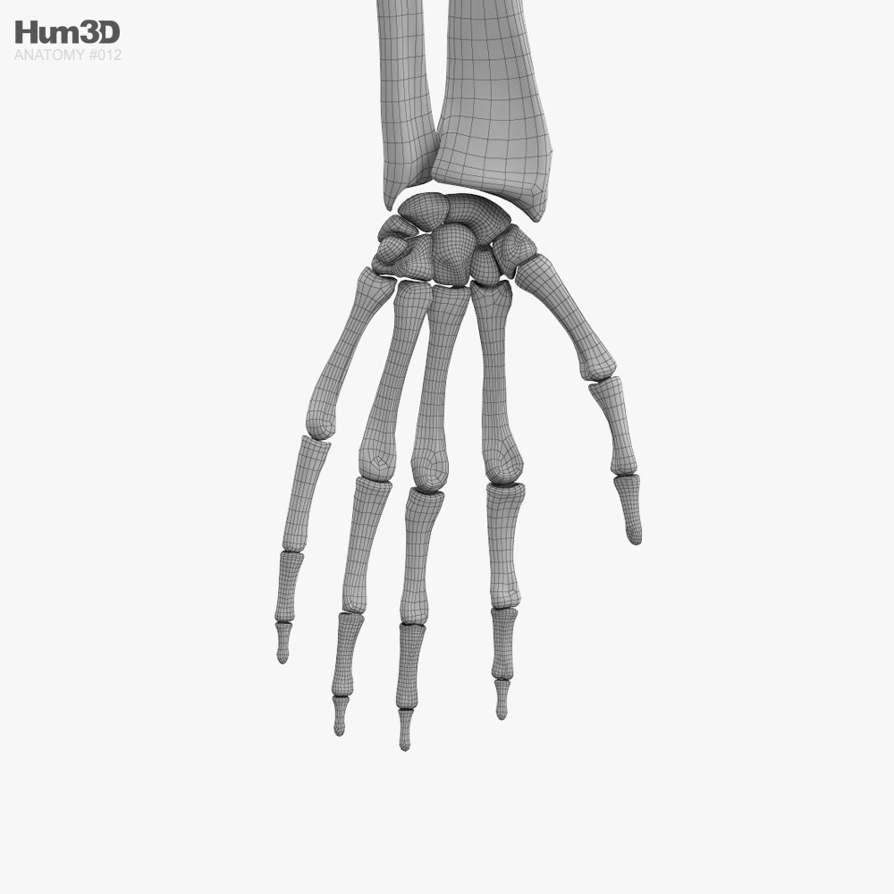 Human Arm Bones 3D model - Download Human Skeleton on 3DModels.org