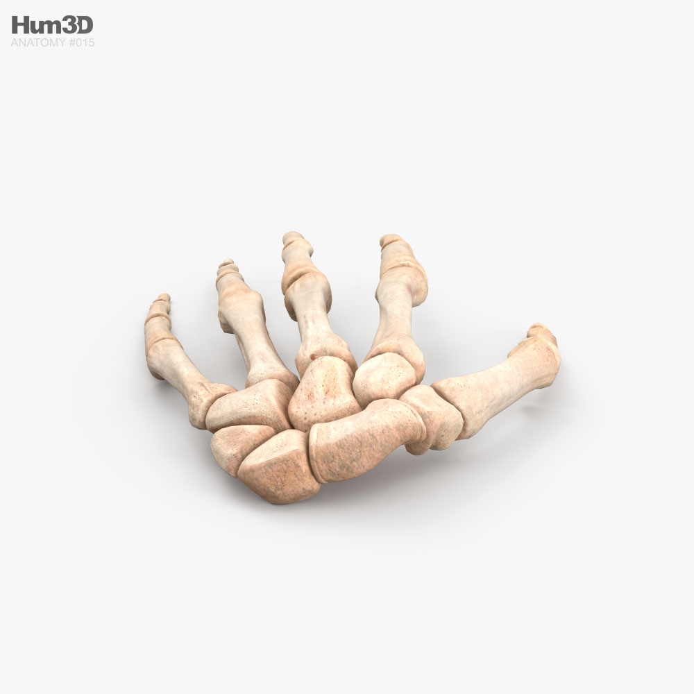 손 뼈 3D 모델 - 다운로드 Human Skeleton 켜기 3DModels.org