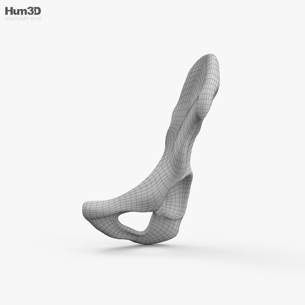 Hip Bone 3D model - Download Human Skeleton on 3DModels.org