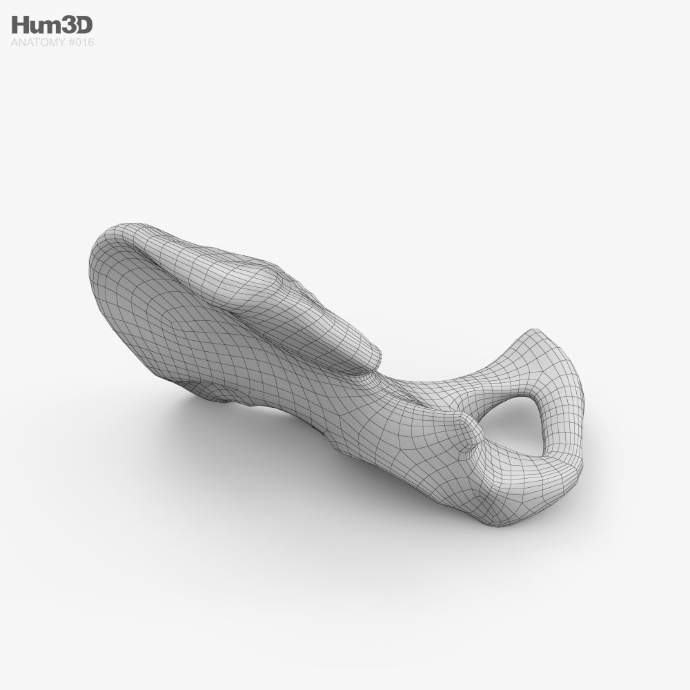 Hip Bone 3D model - Download Human Skeleton on 3DModels.org