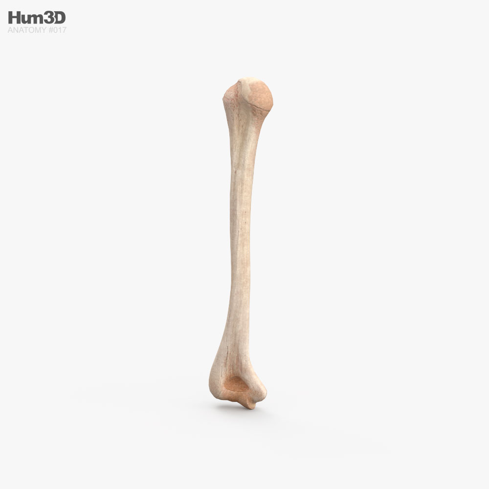 Humerus 3D model - Download Human Skeleton on 3DModels.org