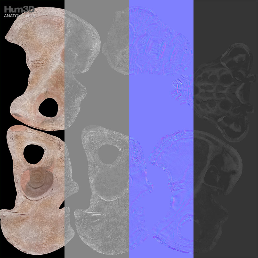 Pelvis 3D model - Download Human Skeleton on 3DModels.org