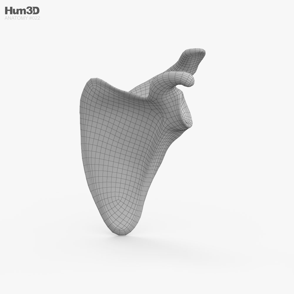 Scapula 3D model - Download Human Skeleton on 3DModels.org