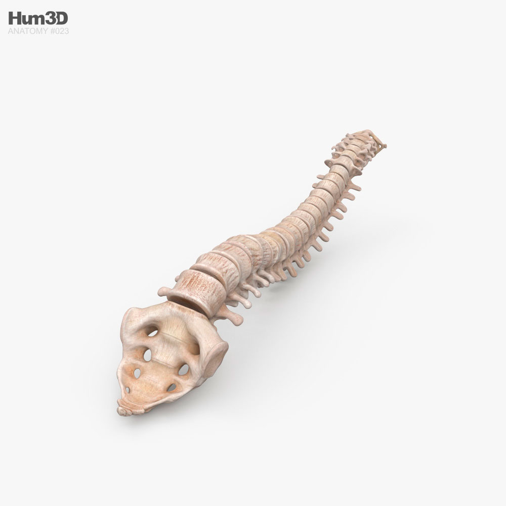 Human Spine 3D model - Download Human Skeleton on 3DModels.org