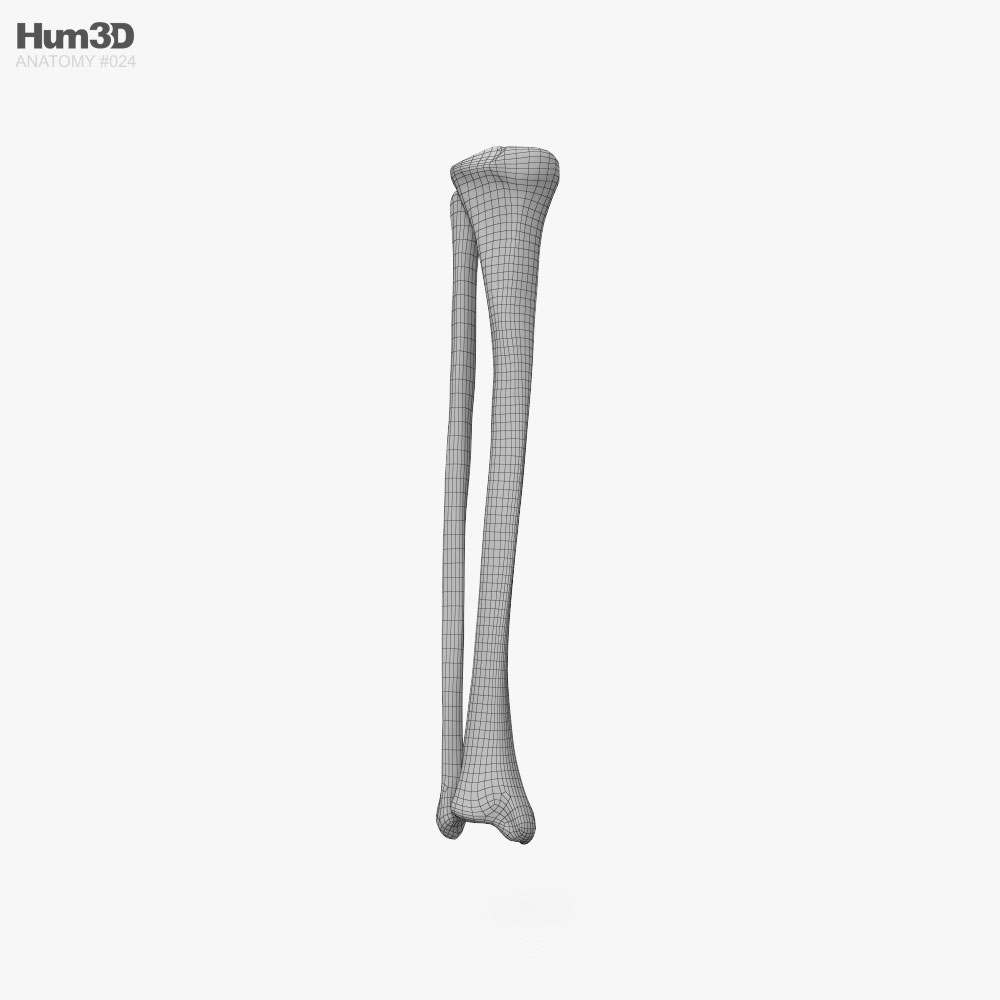 Tibia Bone Anatomy Unlabeled
