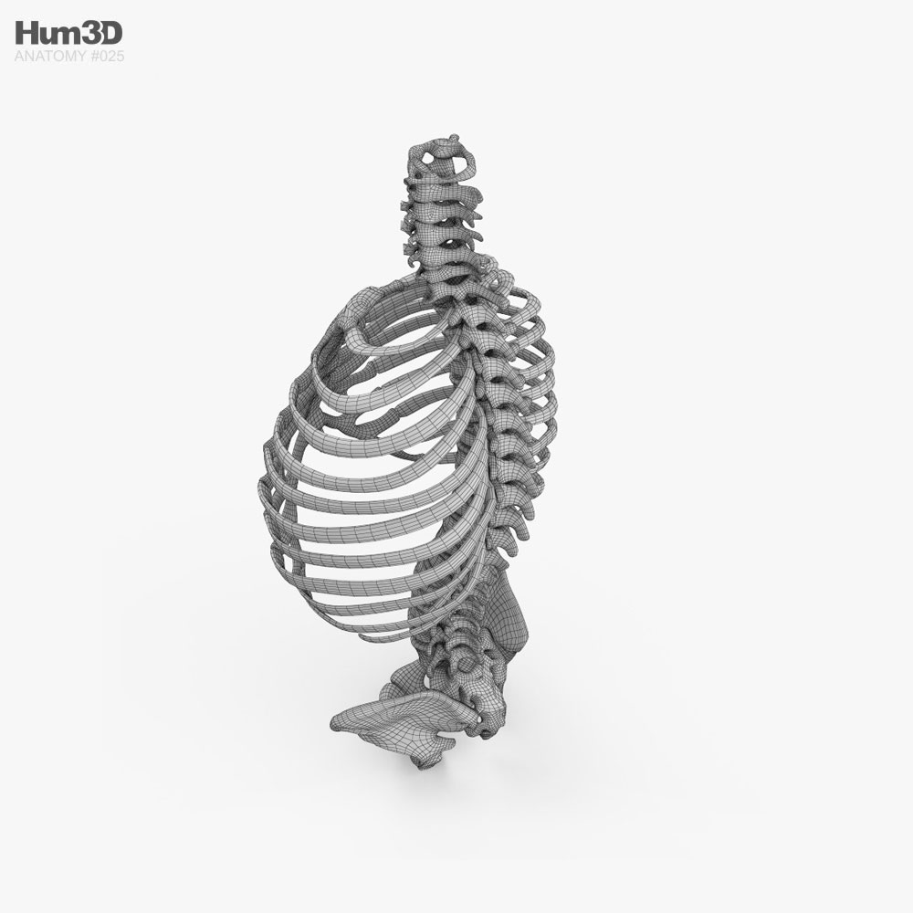 Esqueleto del torso humano Modelo 3D - Descargar Human Skeleton ...