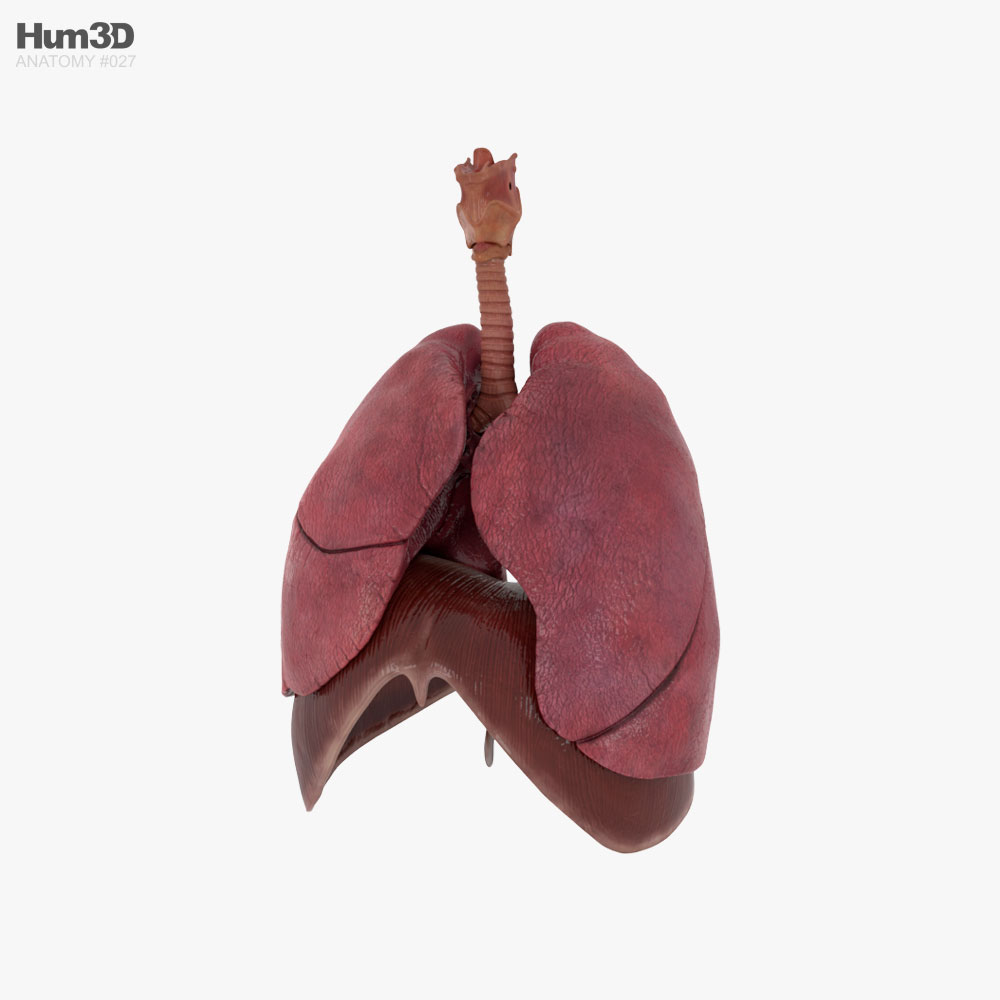 Model 3D Sistemul Respirator Uman - Descarcă Anatomy pe 3DModels.org