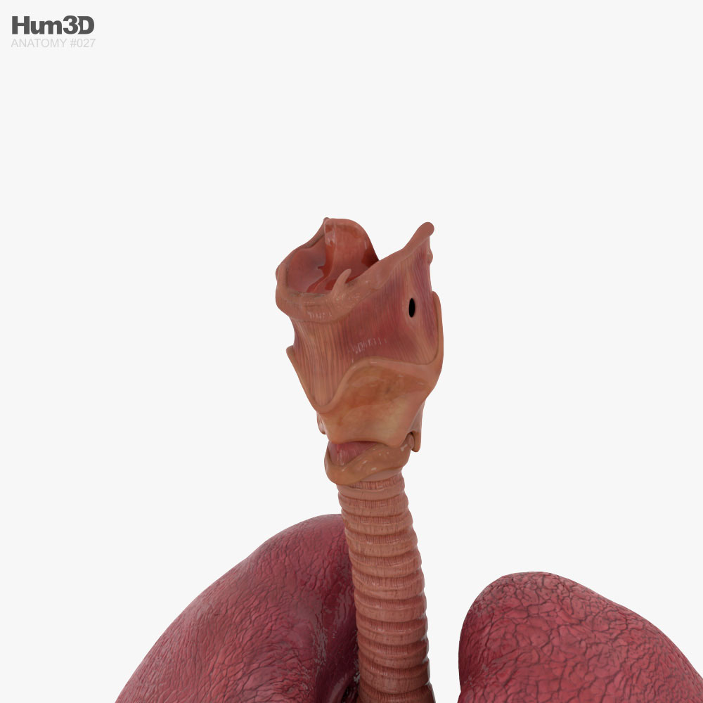 Human Respiratory System 3D model - Download Anatomy on 3DModels.org