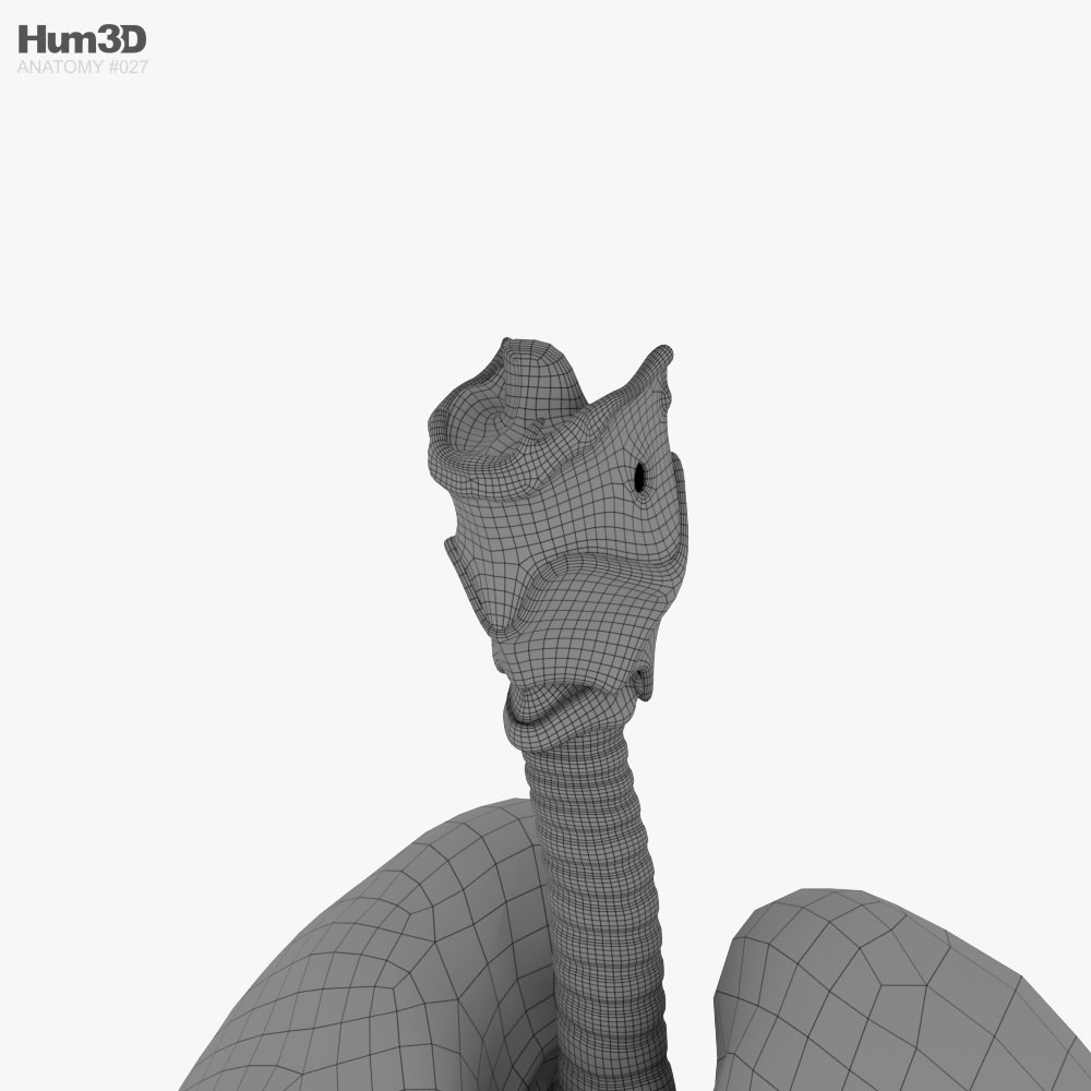 Human Respiratory System 3D model - Download Anatomy on 3DModels.org