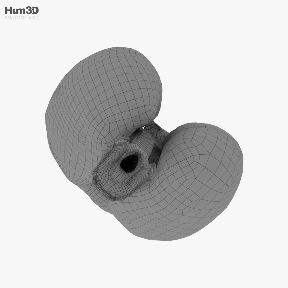 Human Respiratory System 3D model - Download Anatomy on 3DModels.org