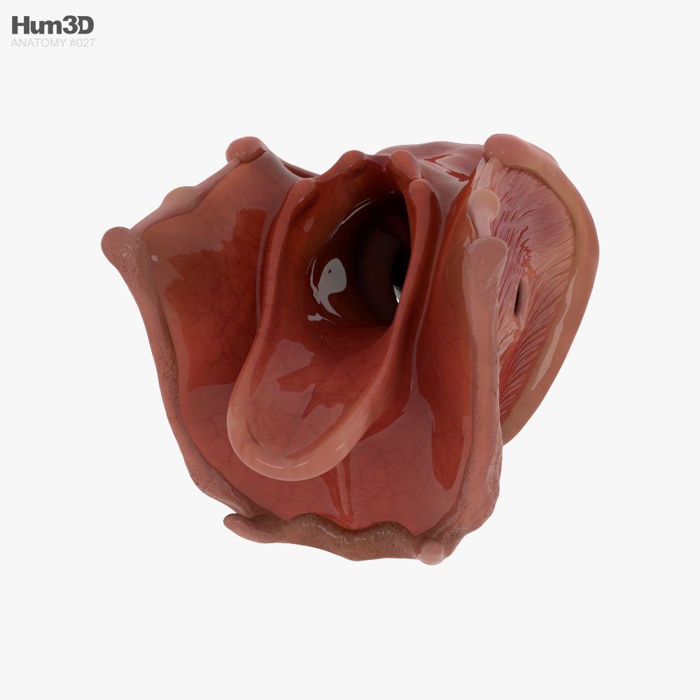Human Respiratory System 3D model - Download Anatomy on 3DModels.org