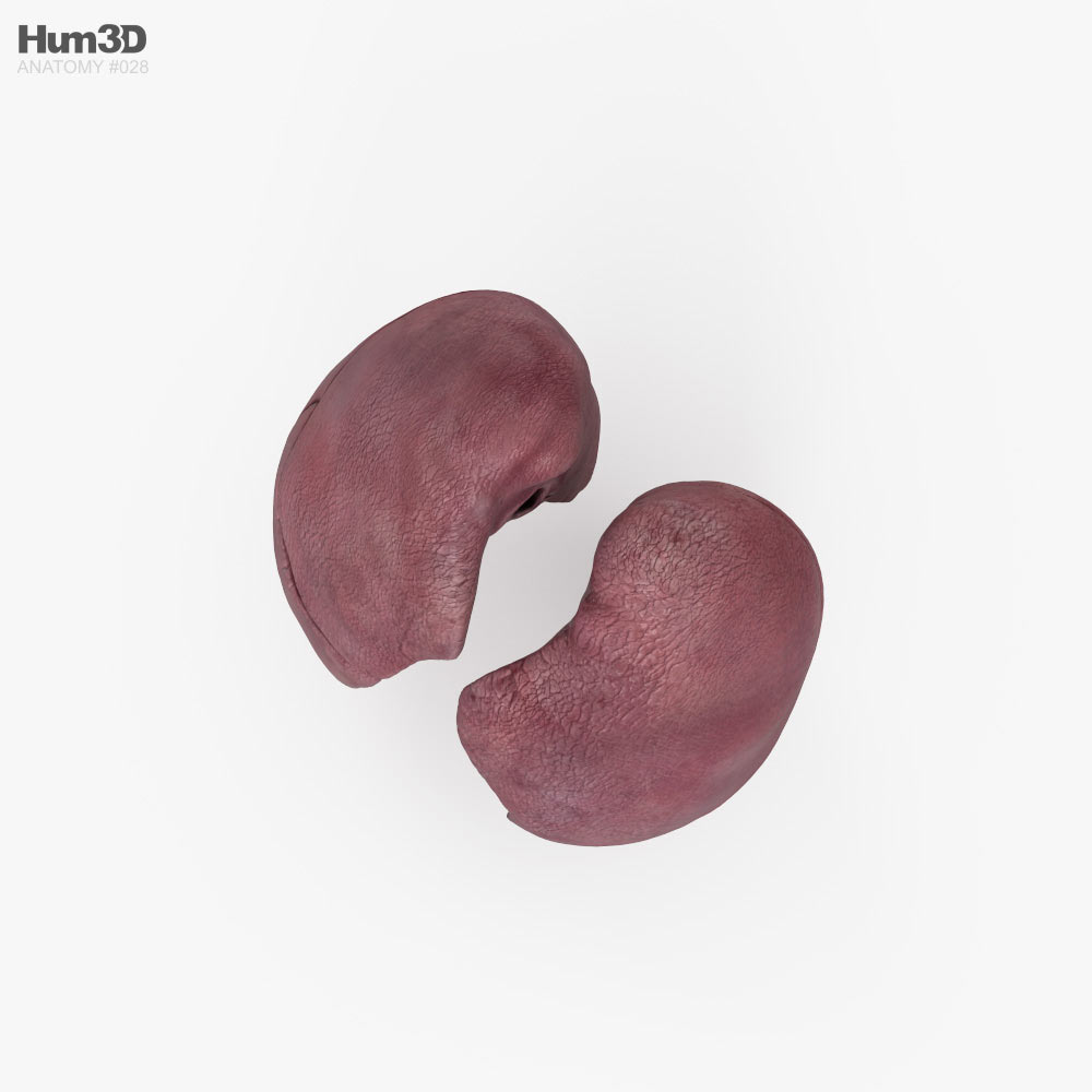 Lungs 3D model - Download Anatomy on 3DModels.org