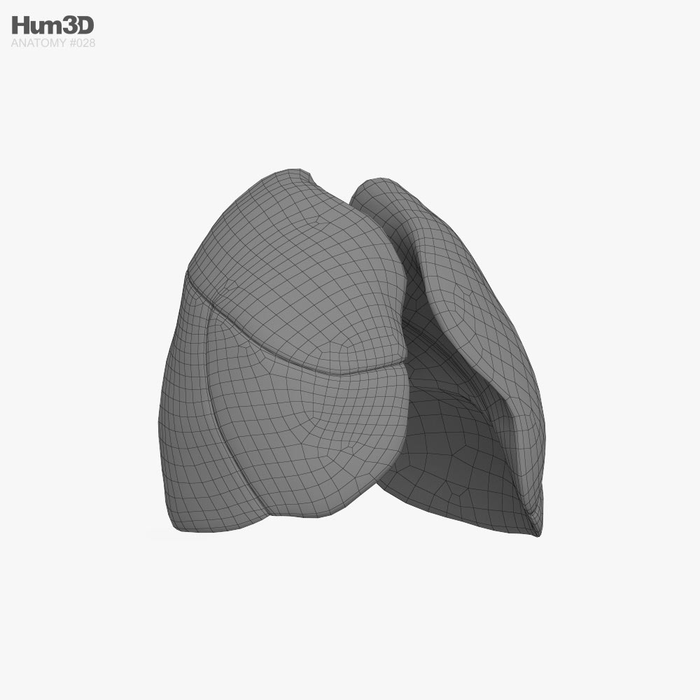 Lungs 3D model - Download Anatomy on 3DModels.org