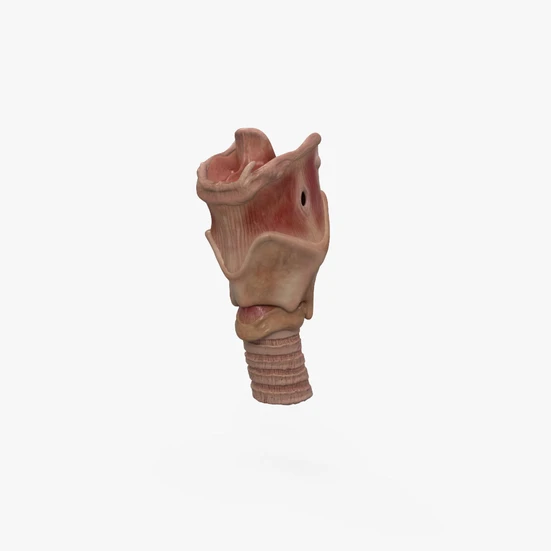 Human Body Internal organs 3D models for Download - 3DModels.org