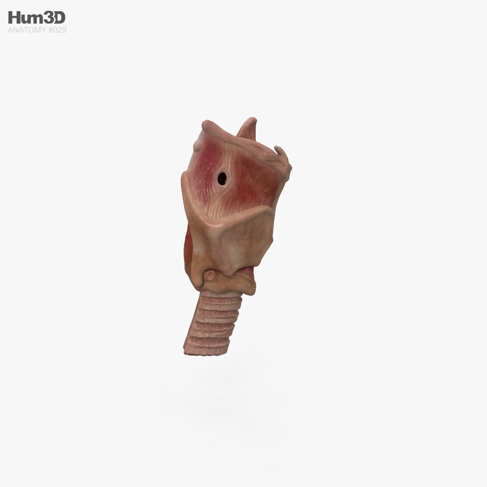 Larynx 3D model - Download Anatomy on 3DModels.org