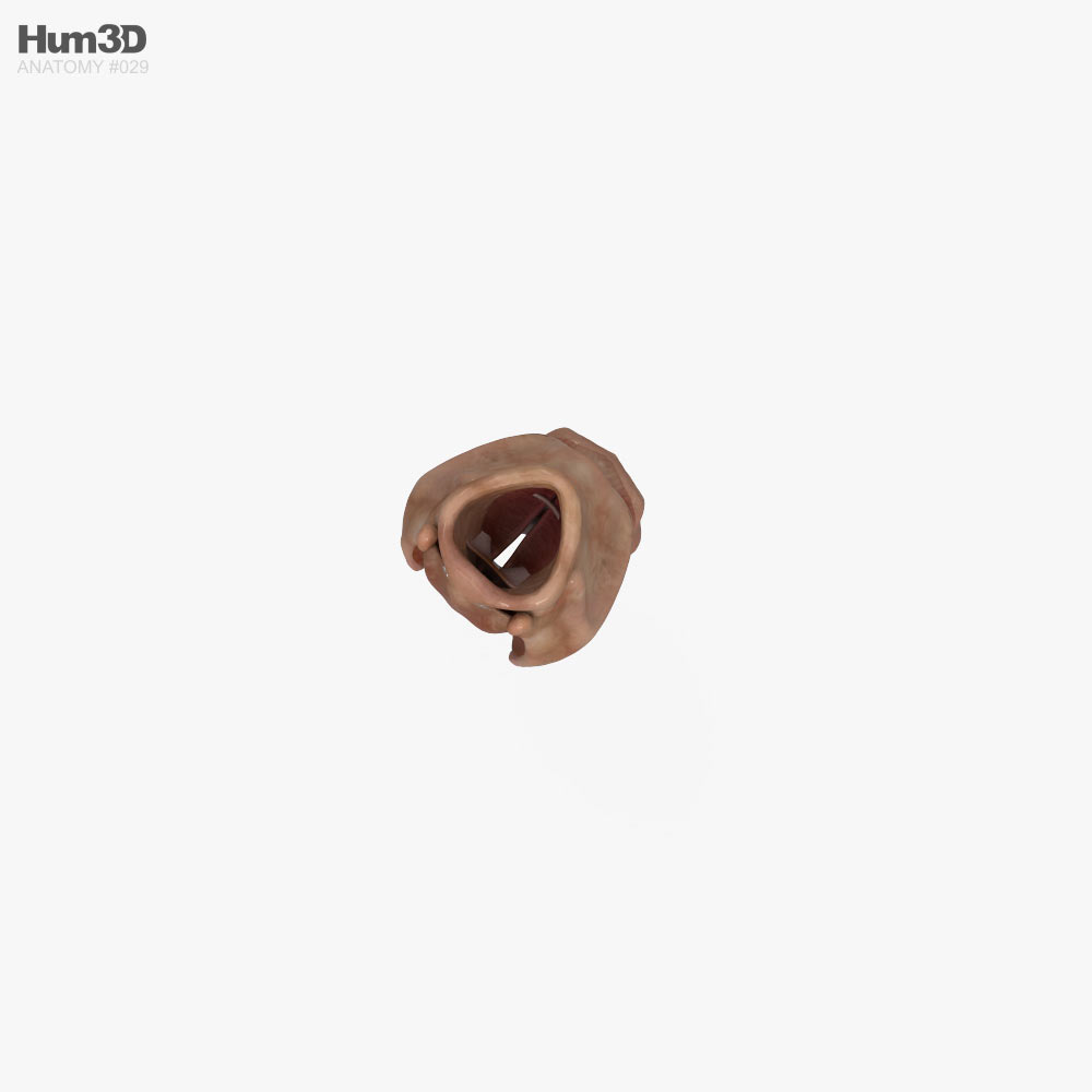 Larynx 3D model - Download Anatomy on 3DModels.org