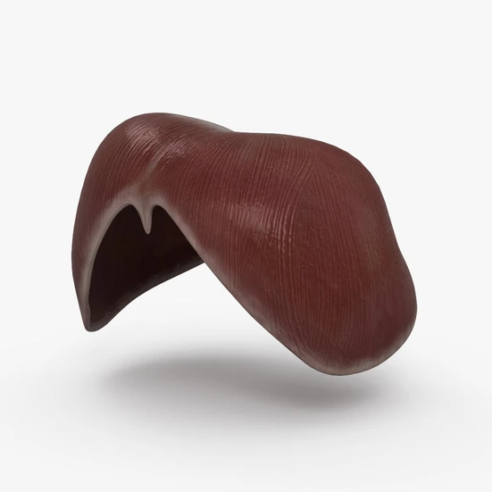 Human Body Internal organs 3D models for Download - 3DModels.org