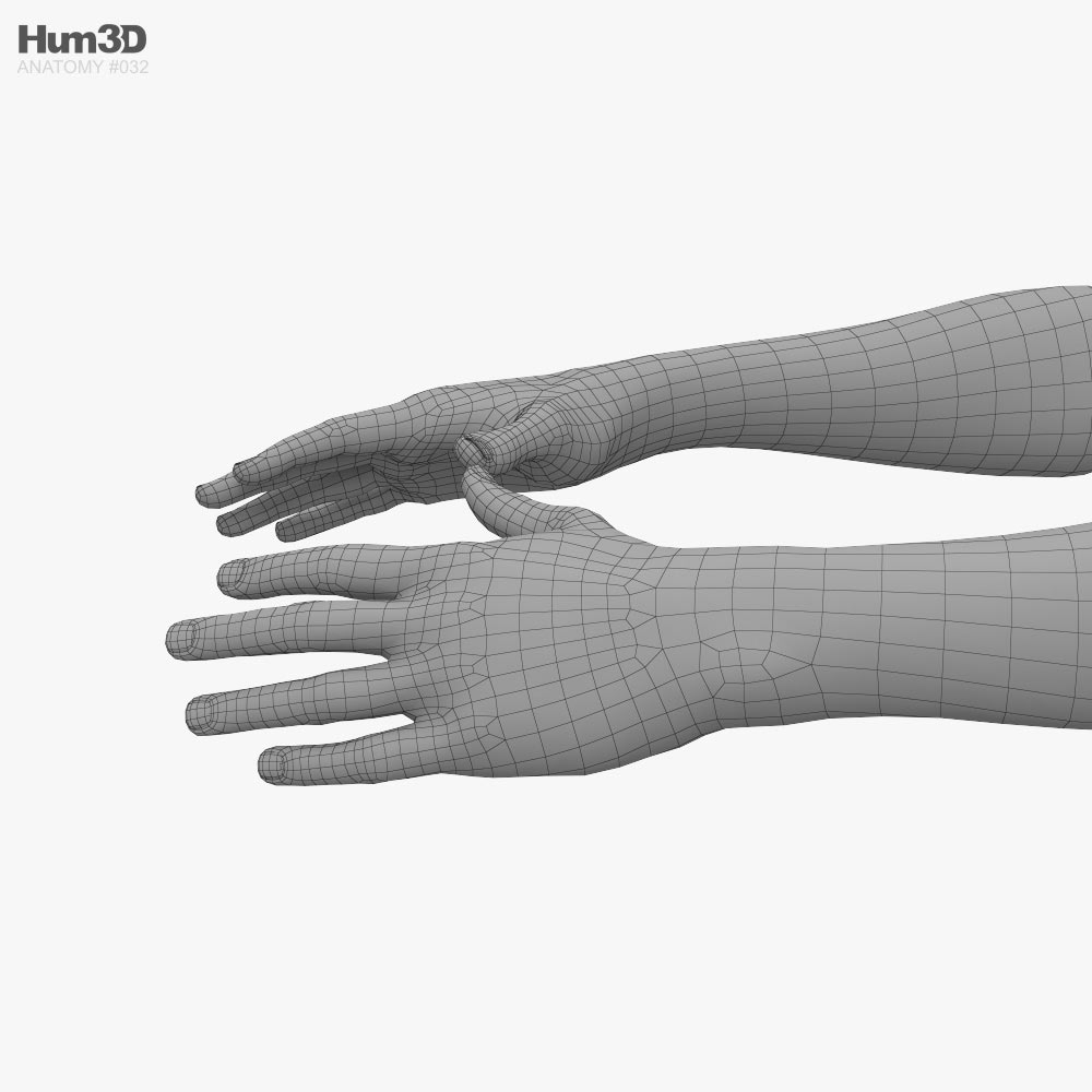 Male Hands 3D model - Download Anatomy on 3DModels.org