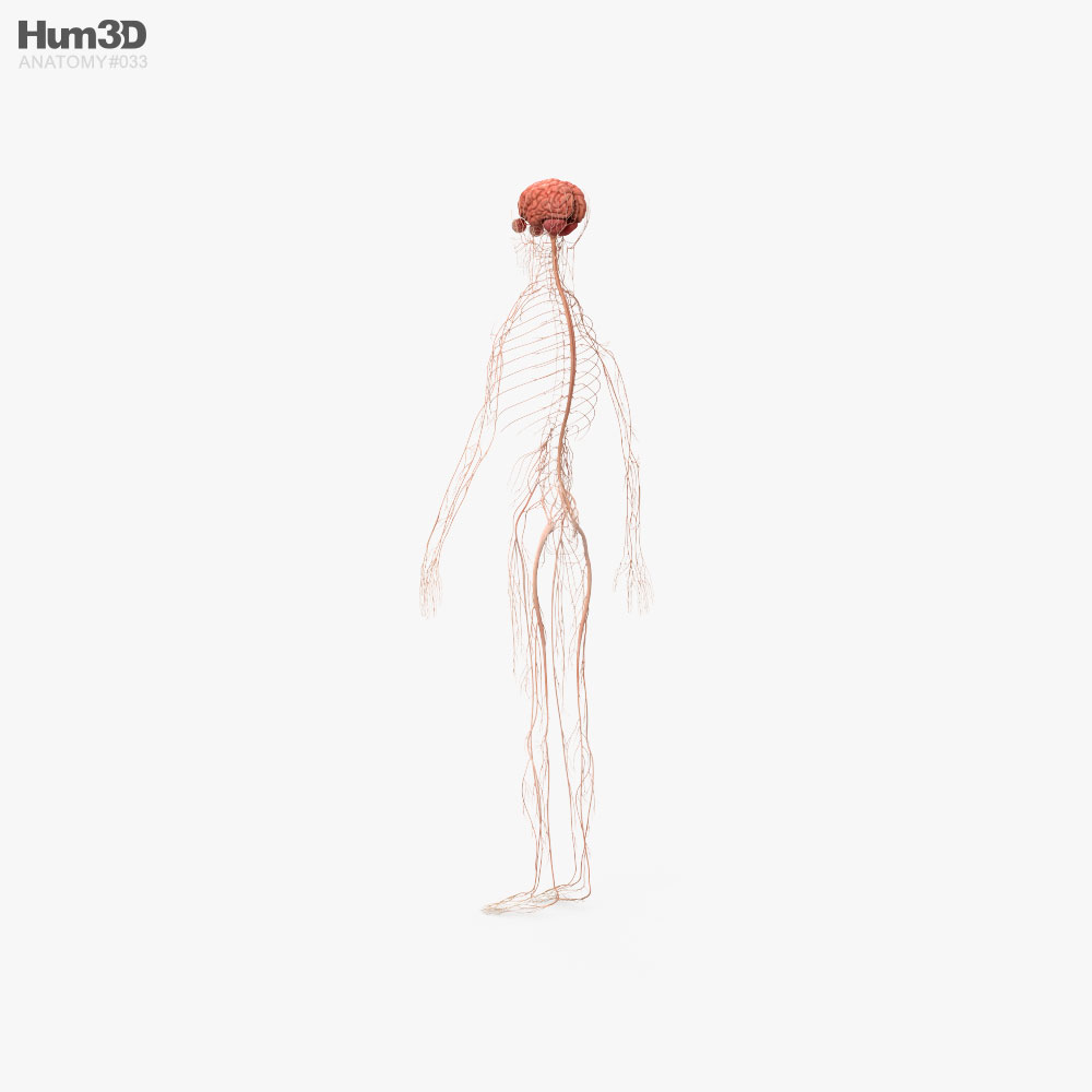 Human Nervous System 3D model - Download Anatomy on 3DModels.org