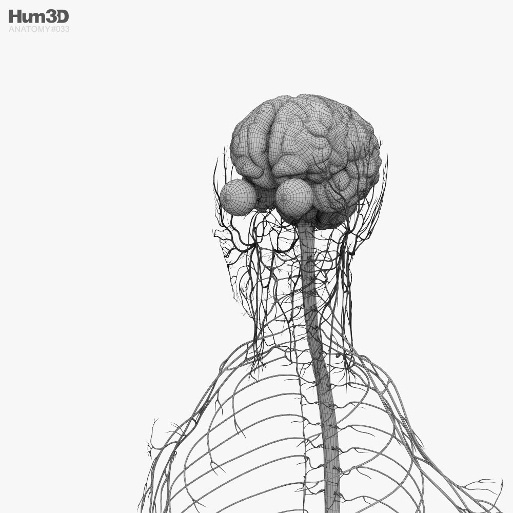 Human Nervous System 3D model - Download Anatomy on 3DModels.org