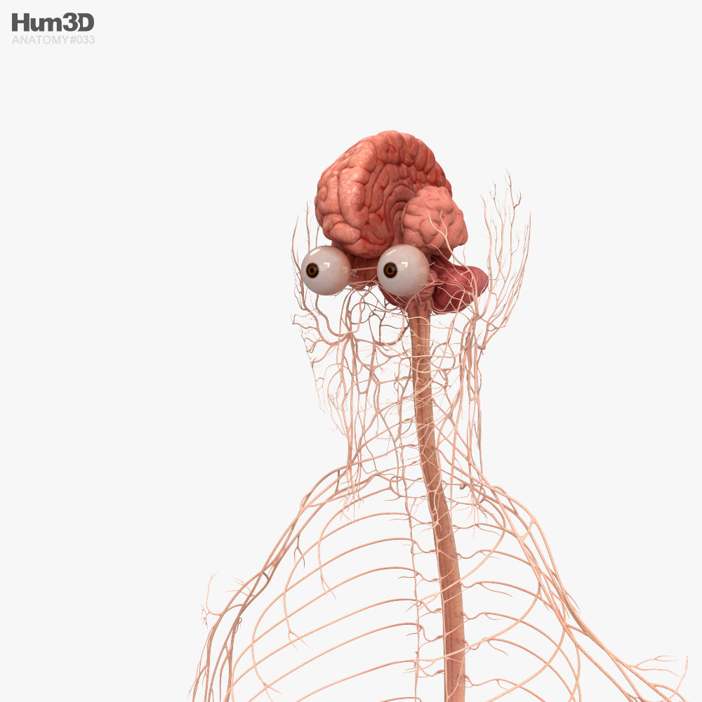 Human Nervous System 3D model - Download Anatomy on 3DModels.org