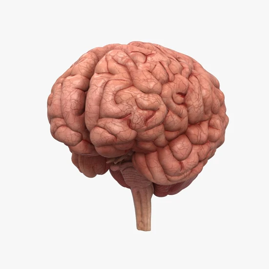Modelo De Anatomía Humana En 3d Para Descargar Gratis