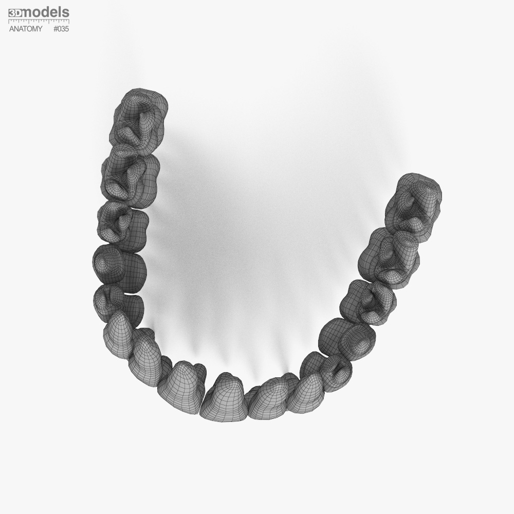 Dientes humanos Modelo 3D - Descargar Anatomy activado 3DModels.org