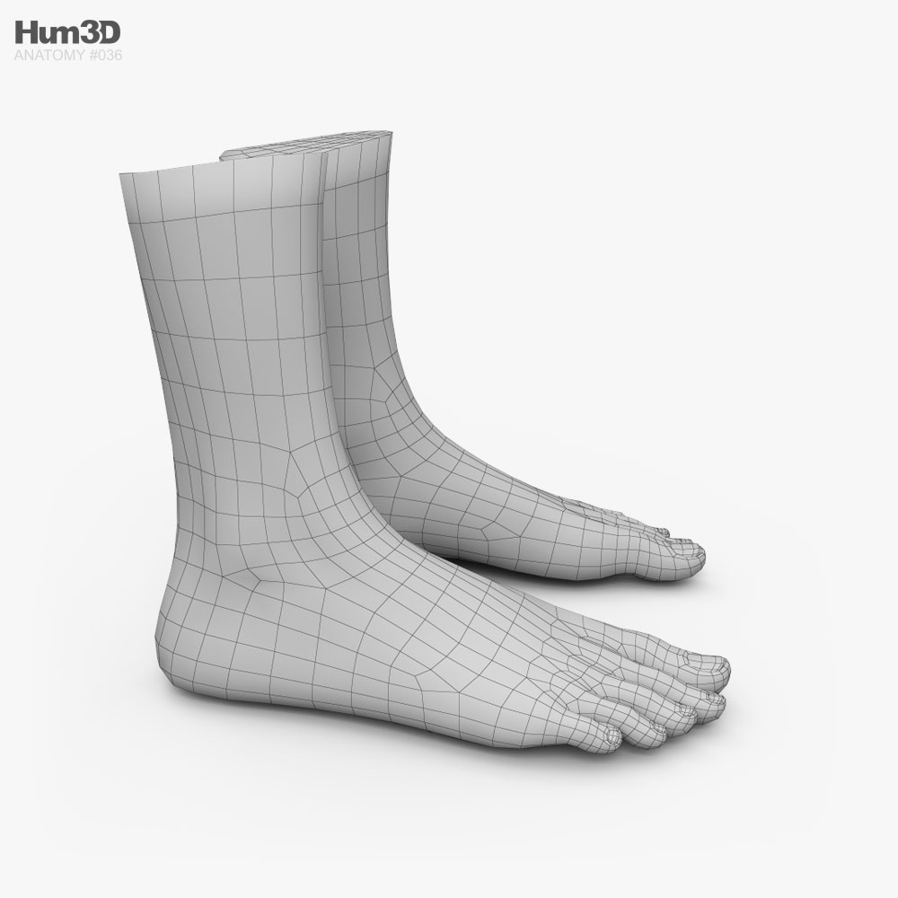 남성 발 3D 모델 - 다운로드 Anatomy 켜기 3DModels.org
