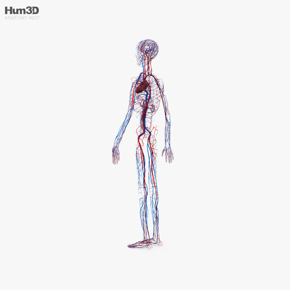 Human Circulatory System 3D model - Download Anatomy on 3DModels.org