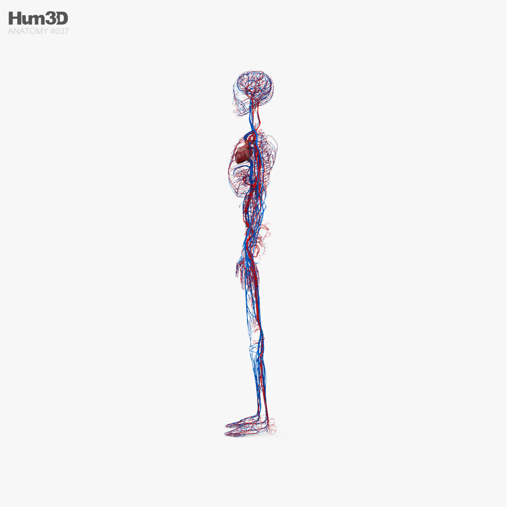 Human Circulatory System 3D model - Download Anatomy on 3DModels.org