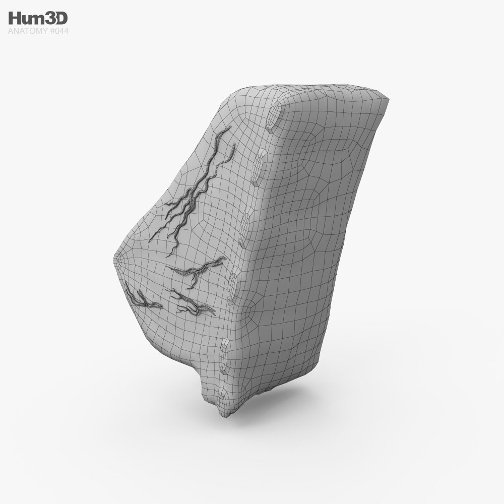 女性乳房 3D模型 - 下载 Anatomy 开启 3DModels.org