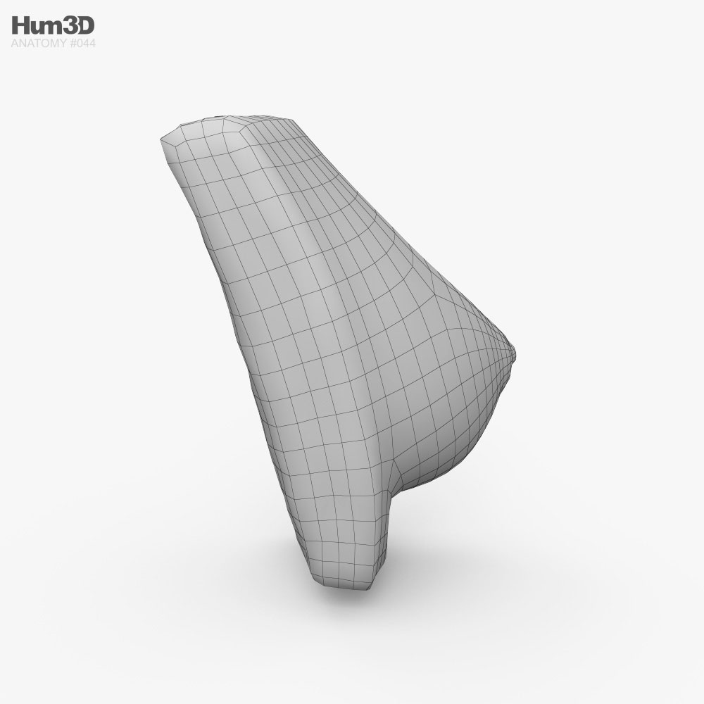 女性乳房 3D模型 - 下载 Anatomy 开启 3DModels.org