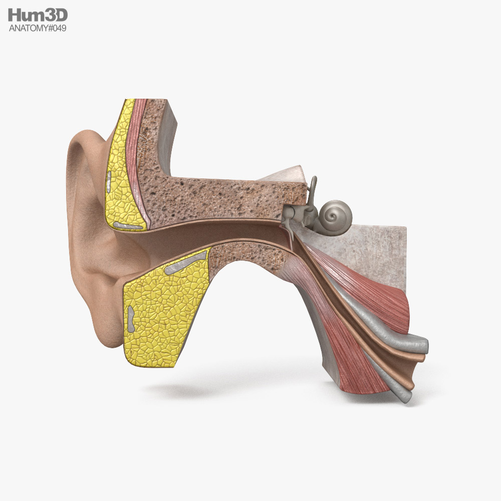 Human Ear 3D model - Download Anatomy on 3DModels.org